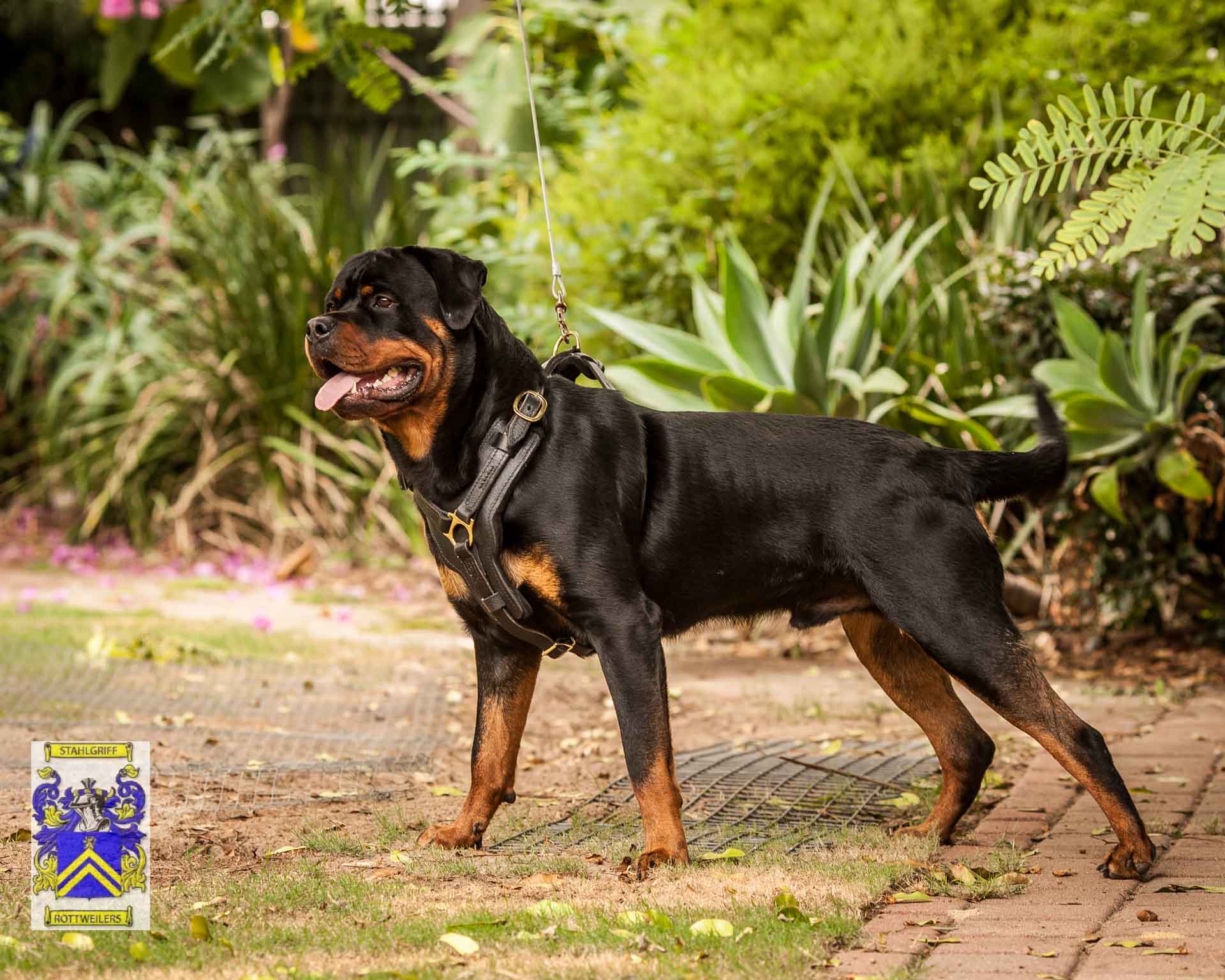STAHLGRIFF ROTTWEILERS